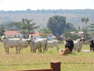 Kahombo Resort Rural – LNL – Where to Dine, Drink & Stay in Angola